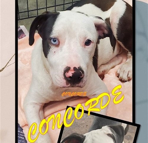 McCoy the Yellow Lab/Black Mouth Cur's Web Page