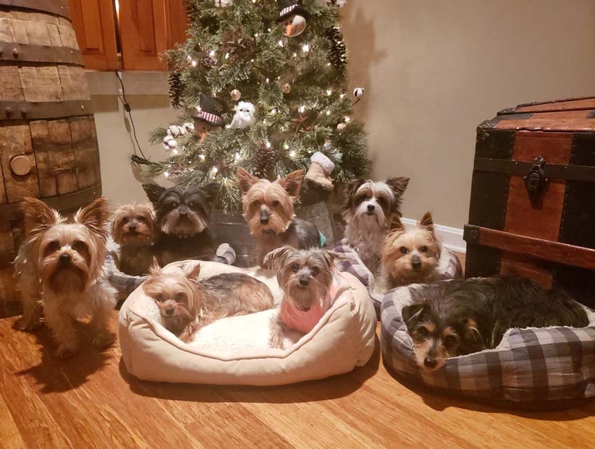 Welcome Save A Yorkie Rescue