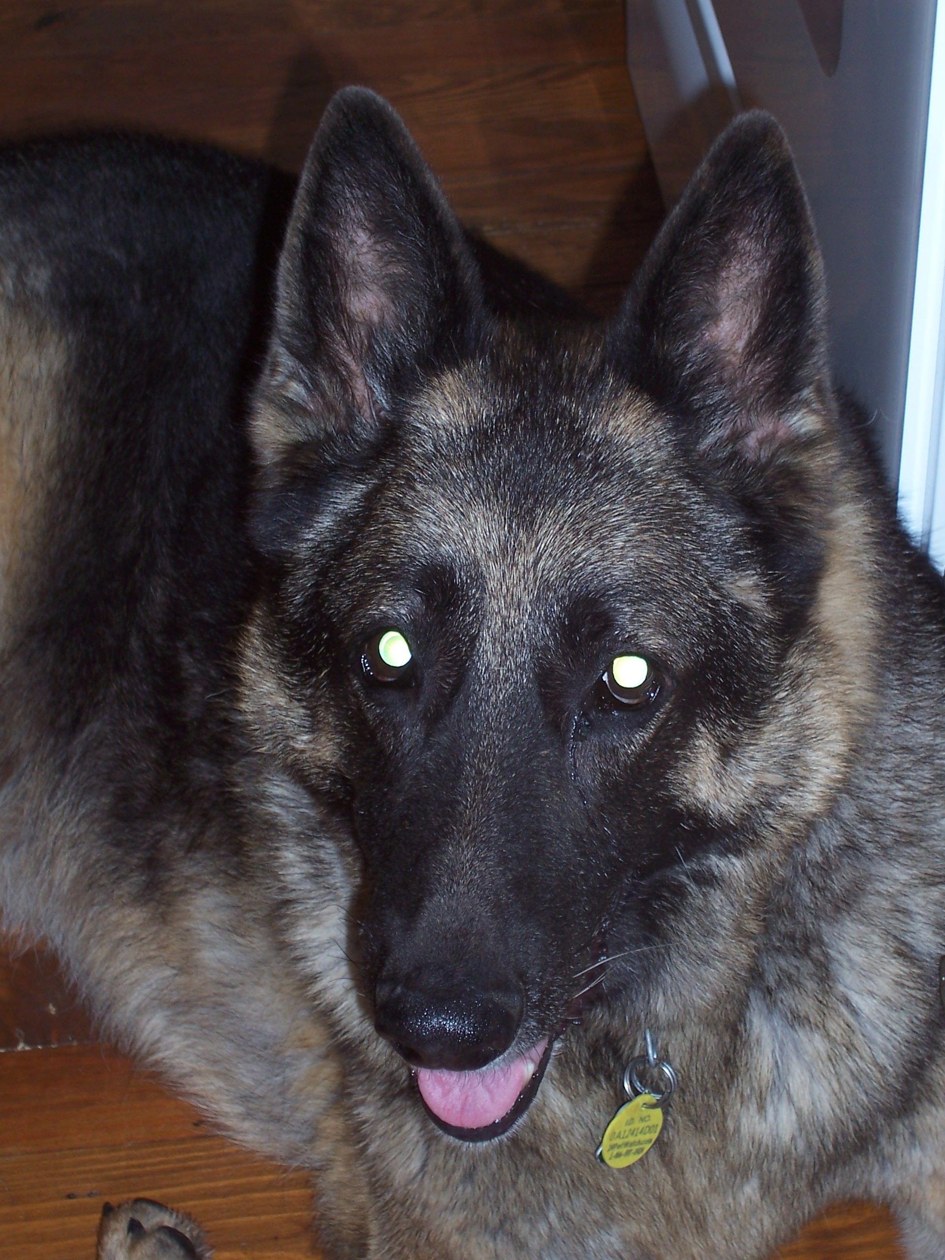 GSRA's Next Top Pup Model