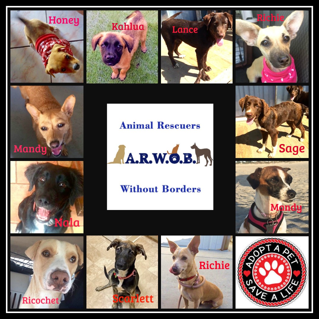 Animal Rescuers Without Borders (ARWOB) - Dog and Cat Rescue Group in ...