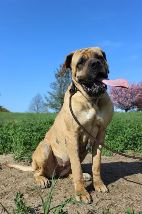 Welcome to Mastiff to Mutts Rescue