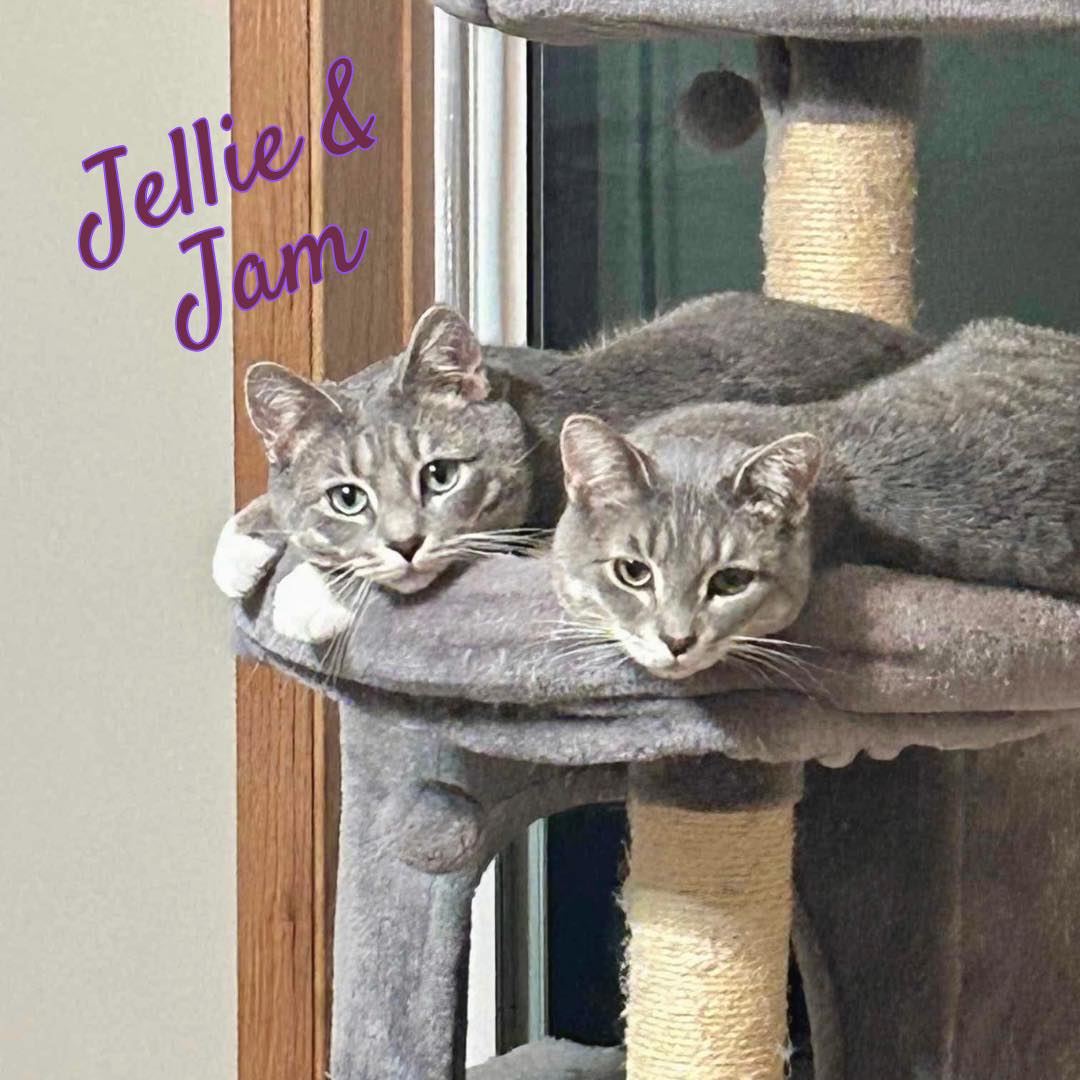 Welcome [www.stfrananimal.org]