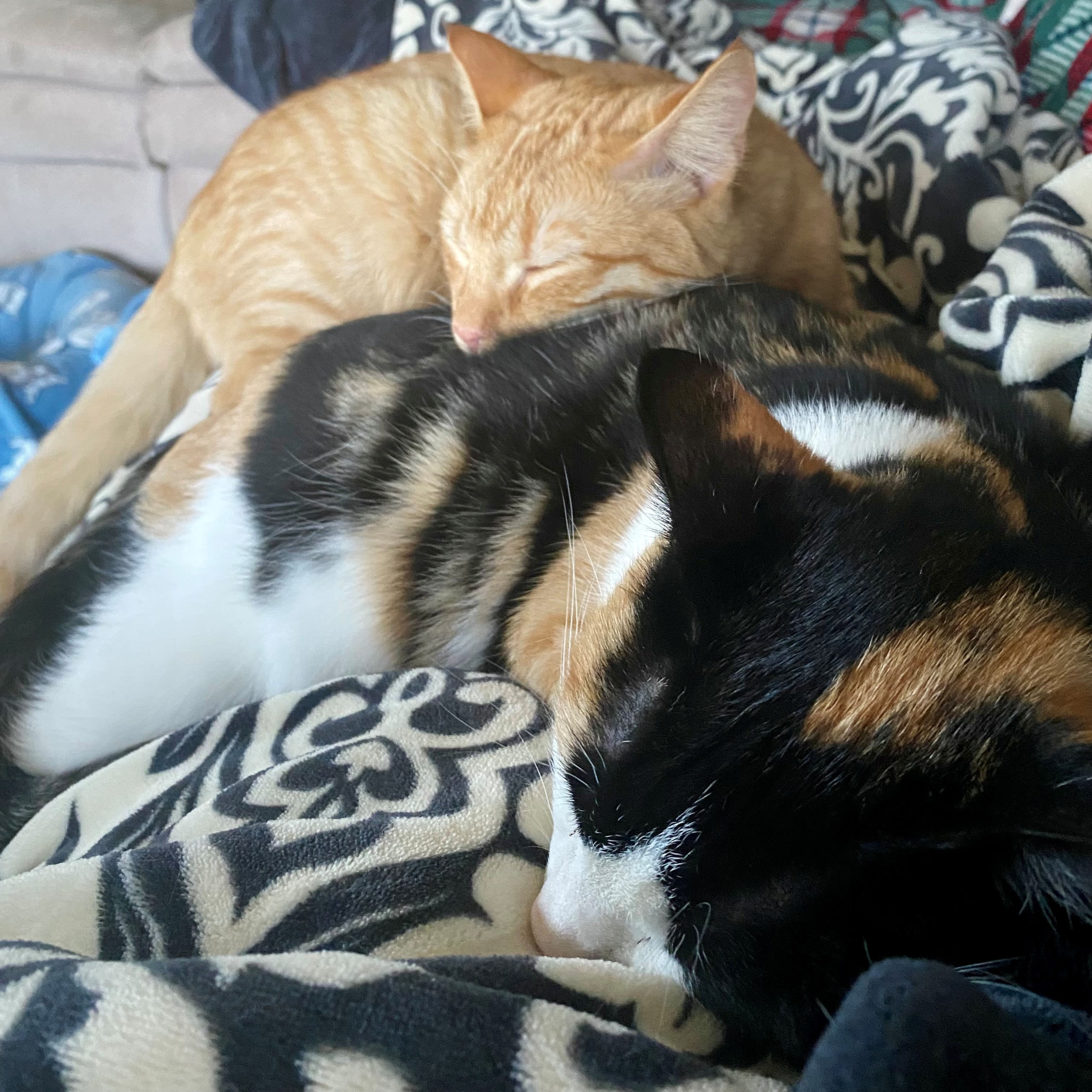 Welcome [www.stfrananimal.org]