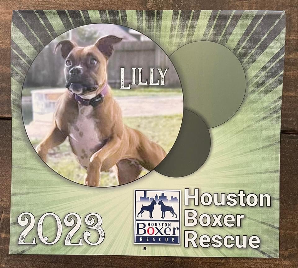 Houston Boxer Rescue