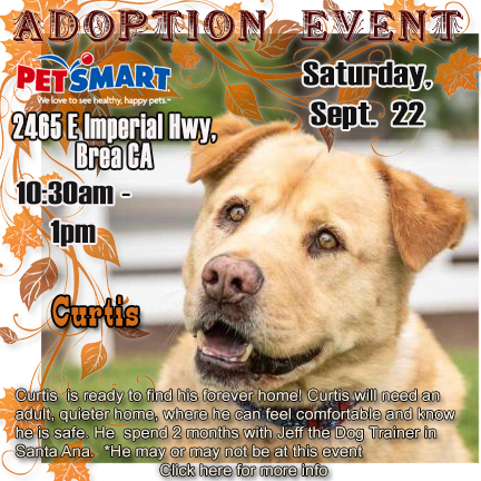 Welcome to Labradors and Friends Dog Rescue Group