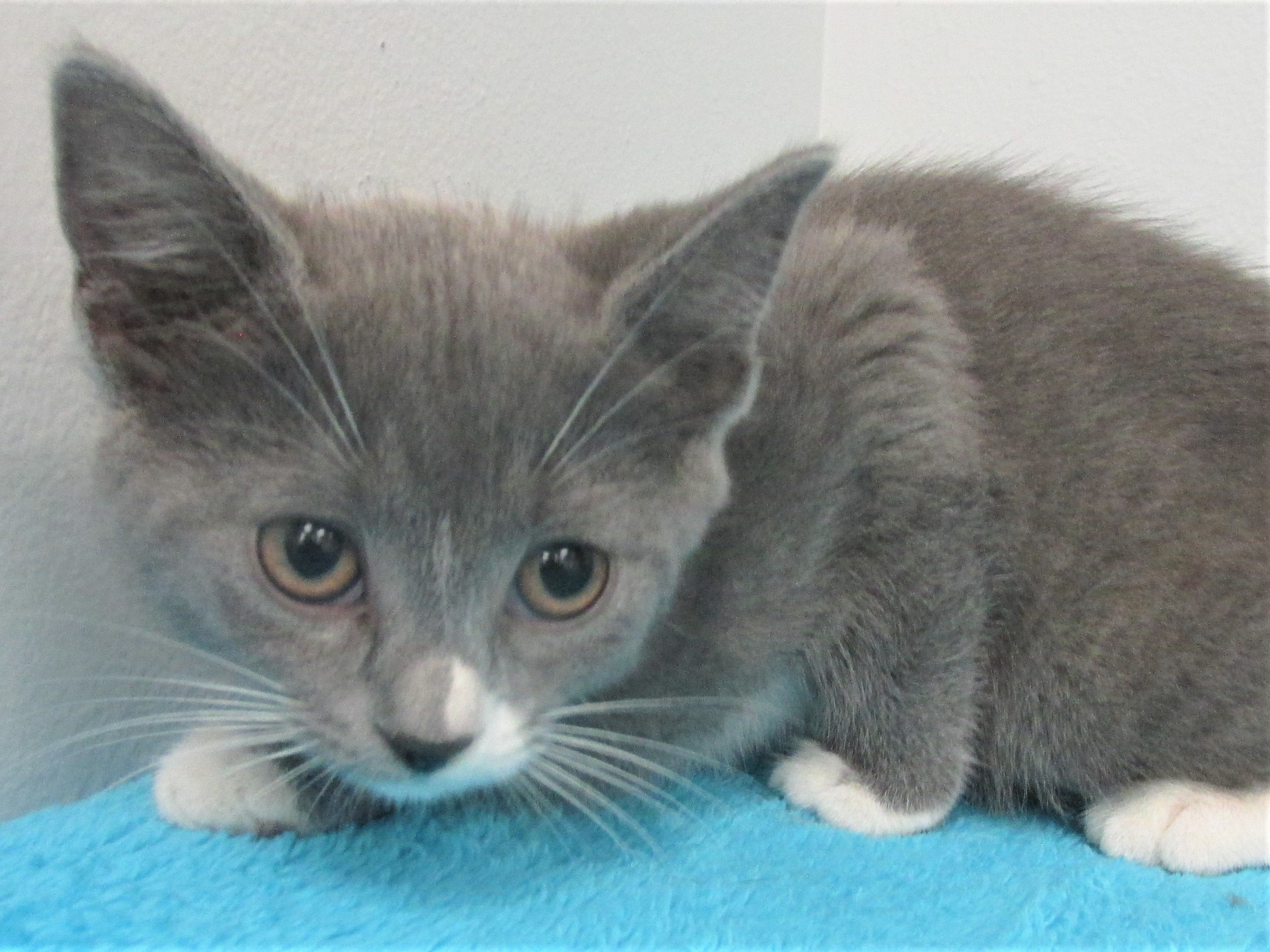 Welcome [spcaofmc.rescuegroups.org]