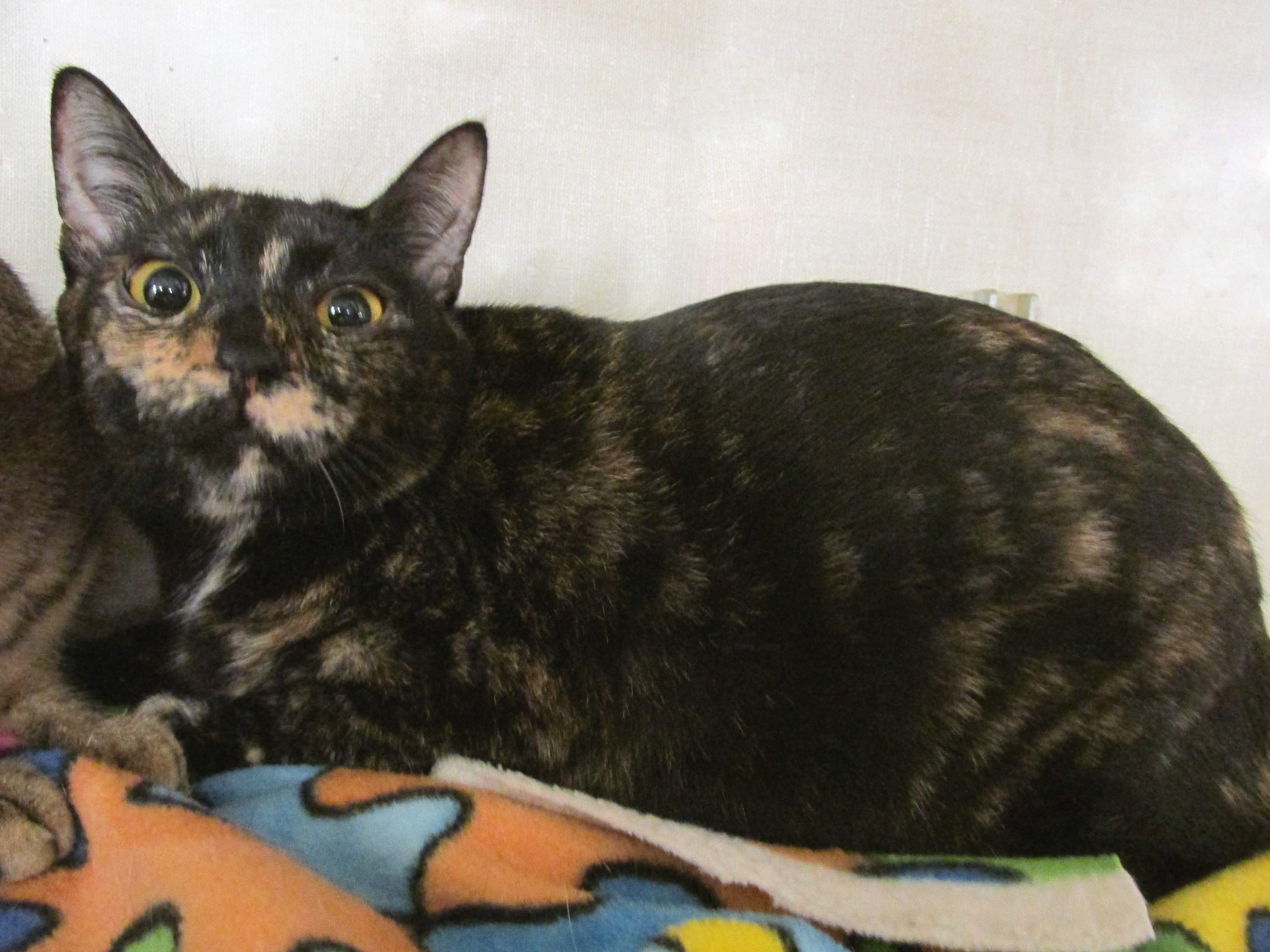 Welcome [spcaofmc.rescuegroups.org]