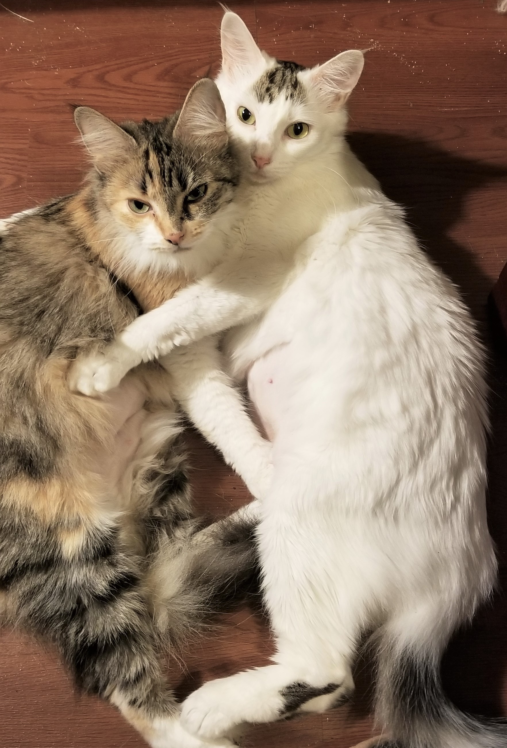 Welcome [spcaofmc.rescuegroups.org]