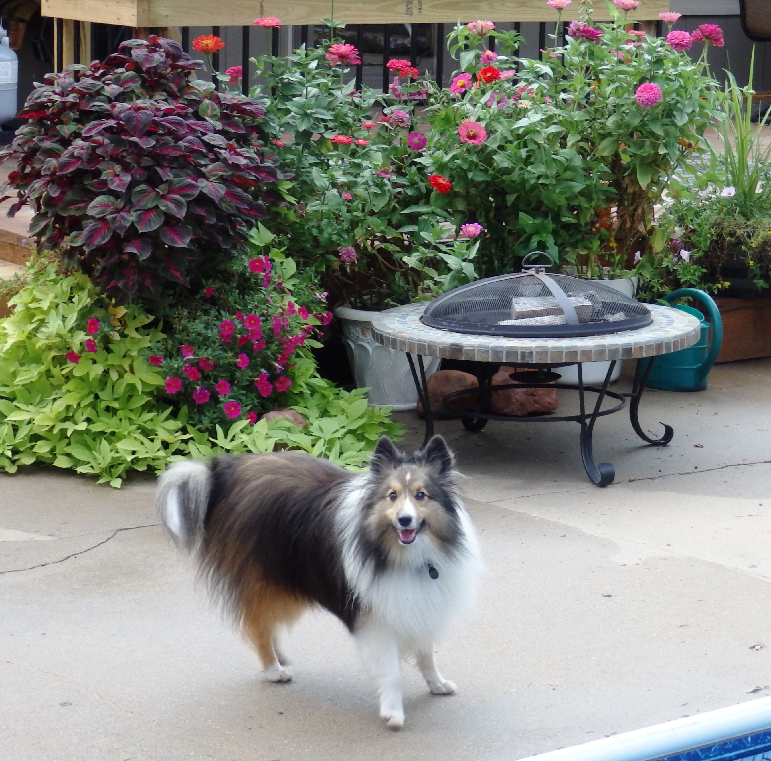 Sheltie Shack Rescue of Kansas