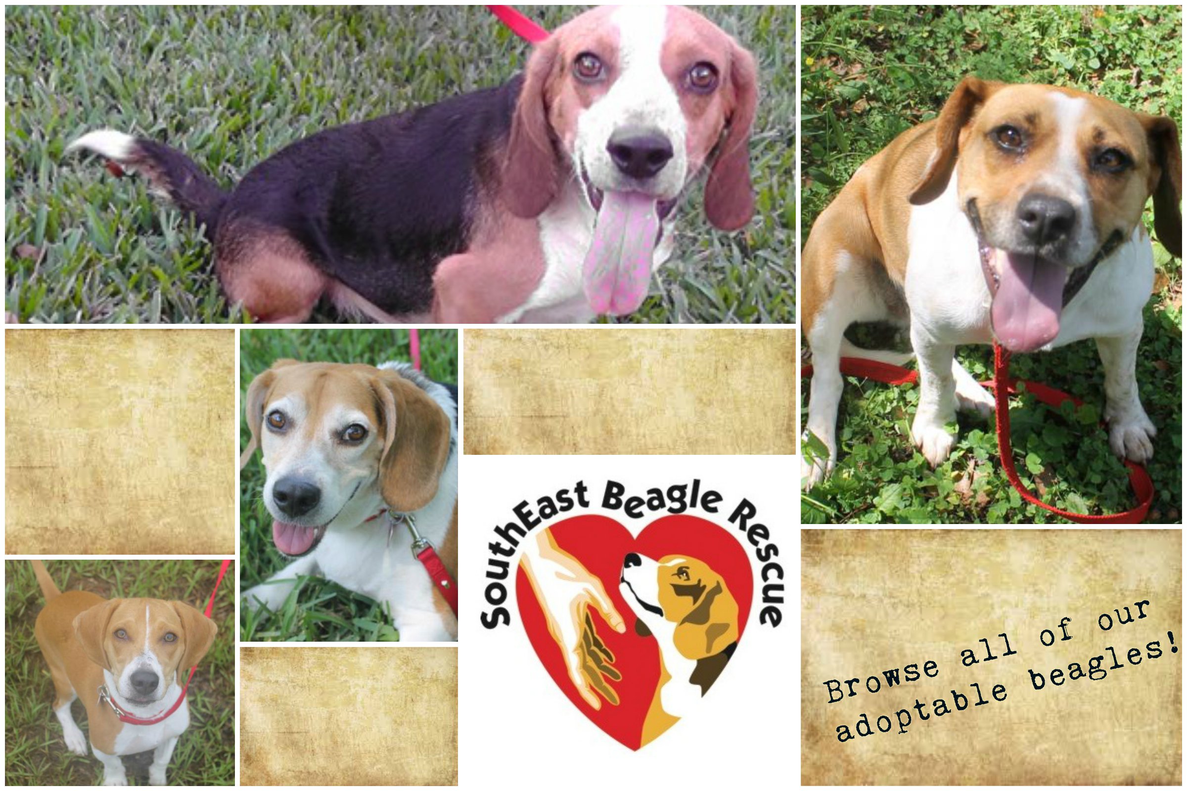 Welcome [www.southeastbeaglerescue.org]