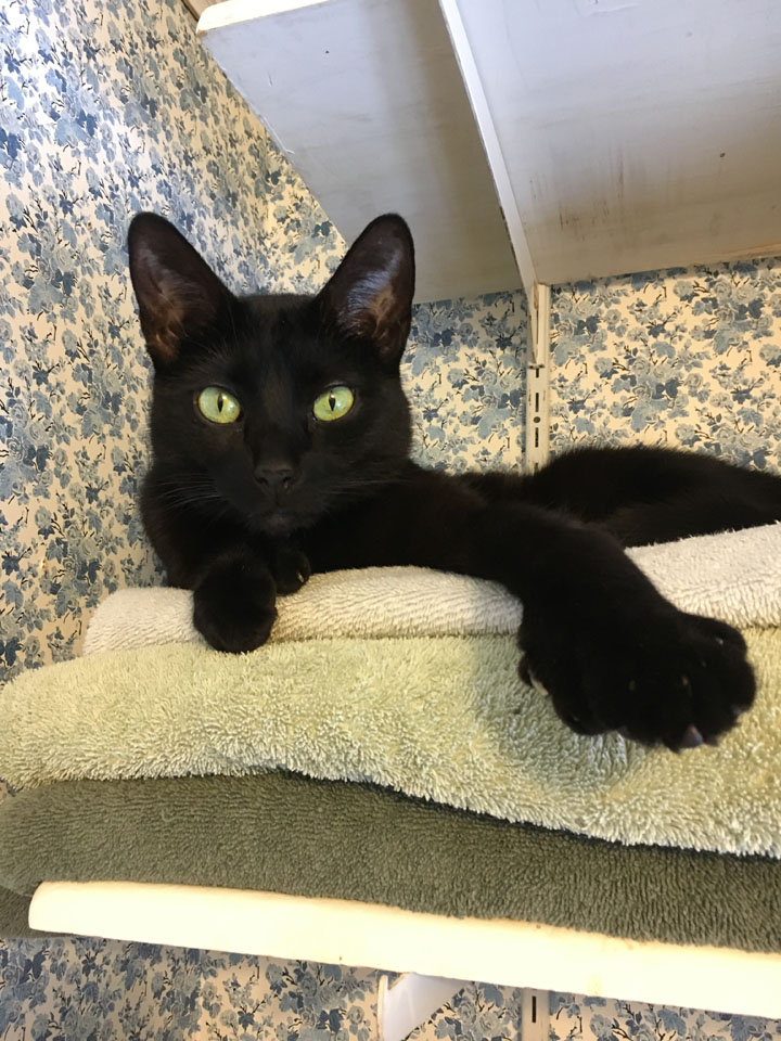 Orange Polydactyl Cat