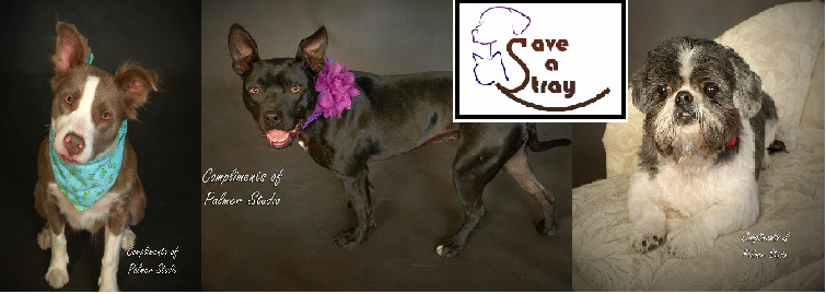 Welcome [saveastray.rescuegroups.org]