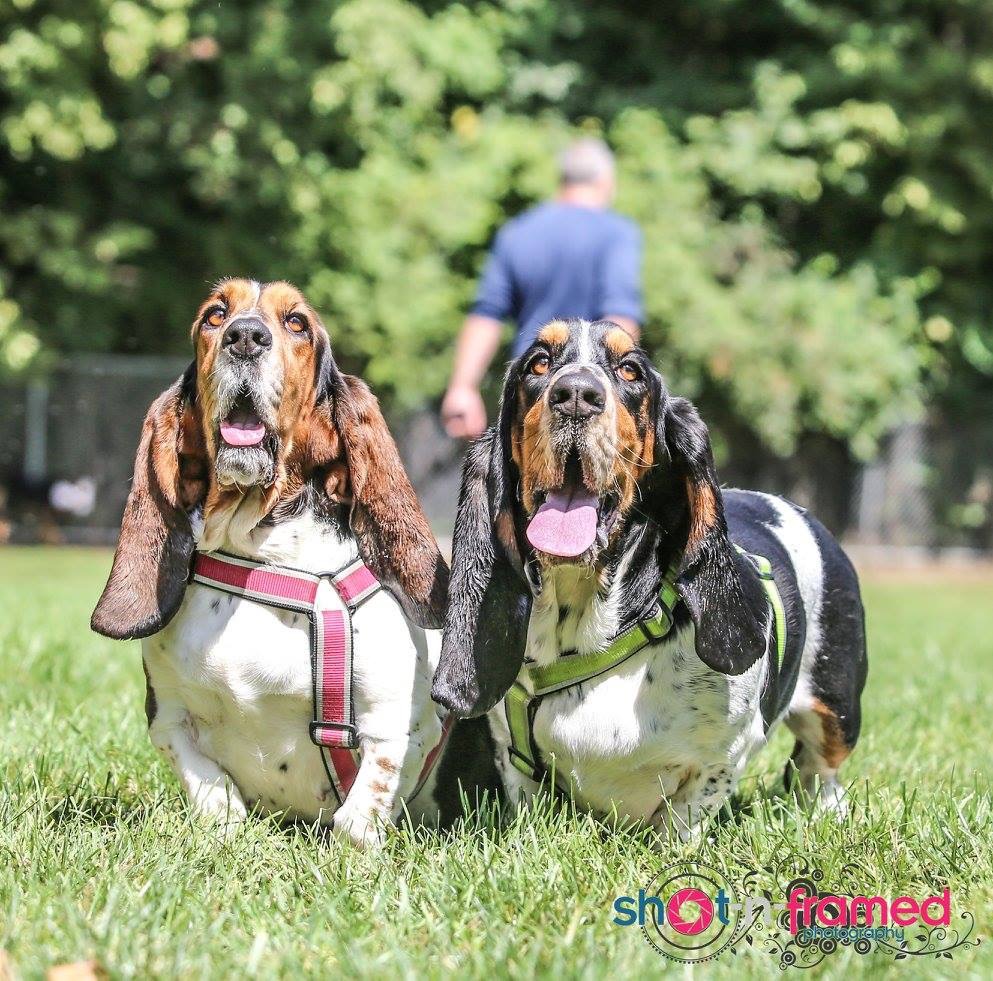 BassetFest