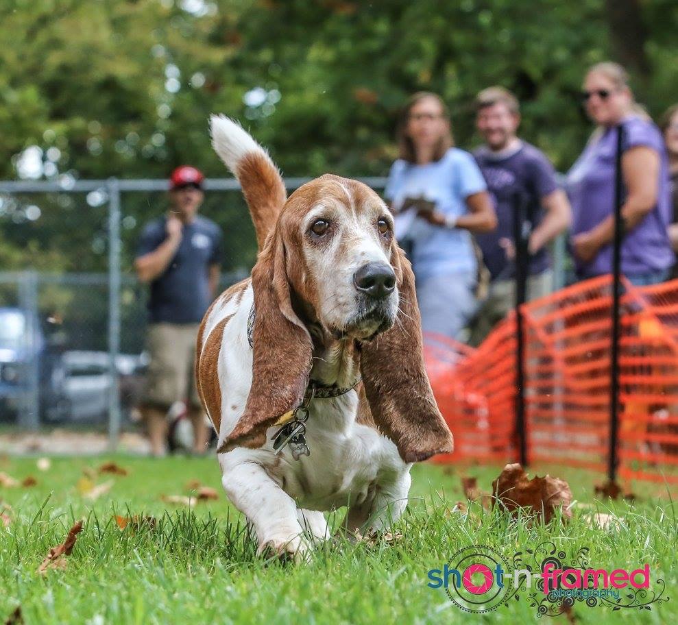 BassetFest