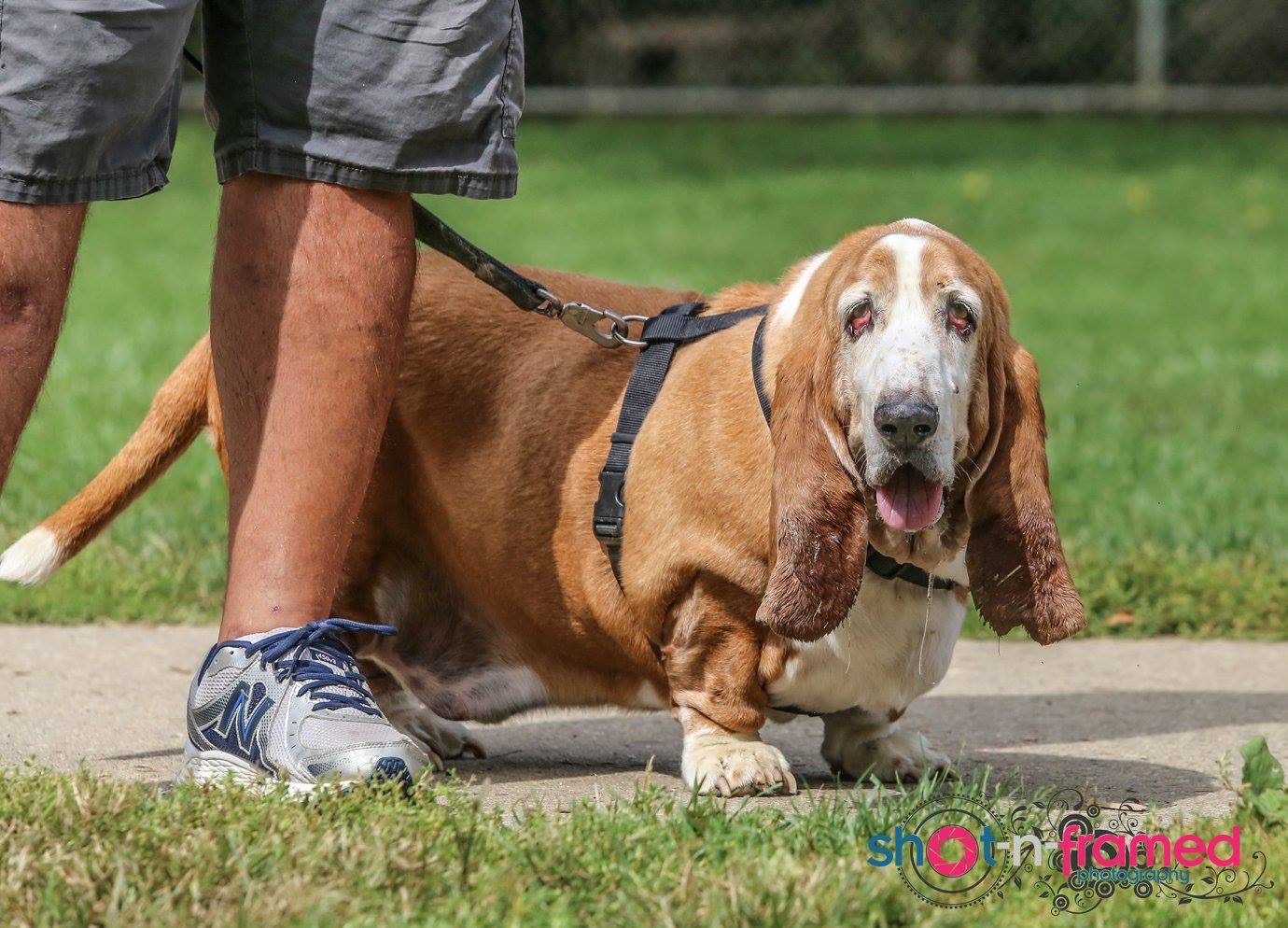 BassetFest