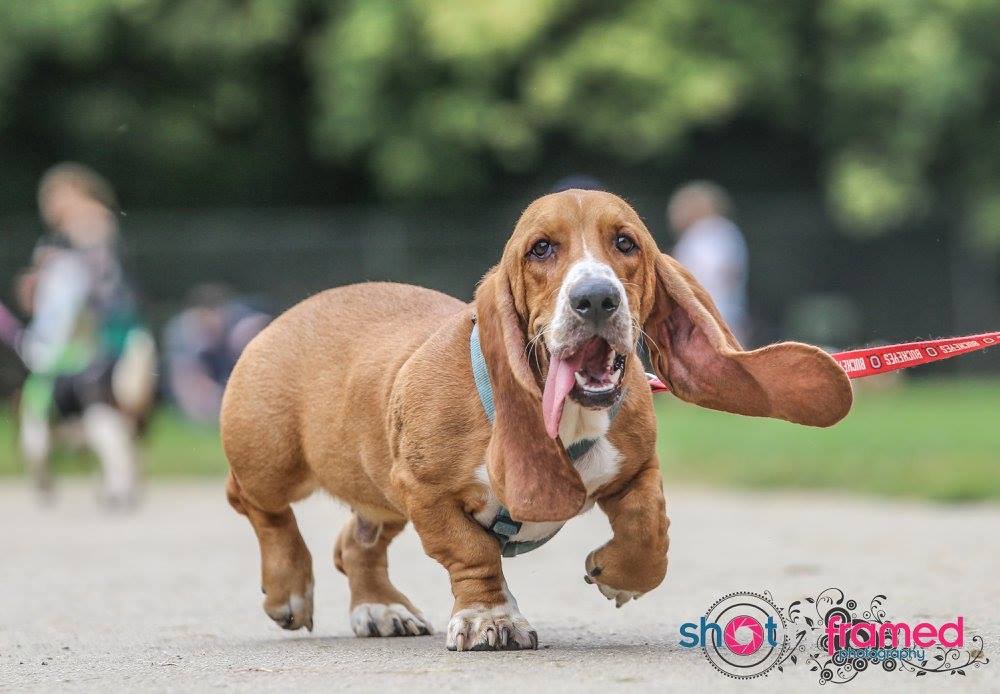 BassetFest