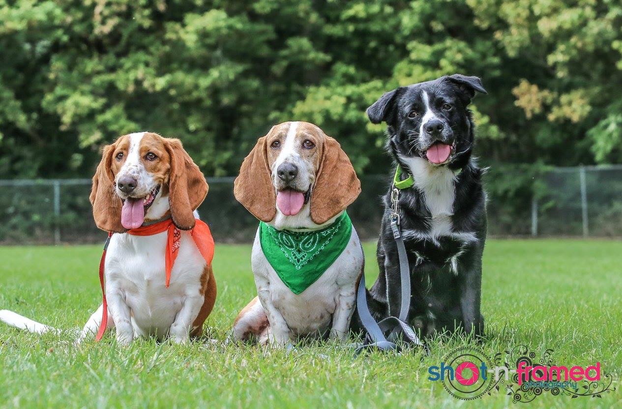 BassetFest
