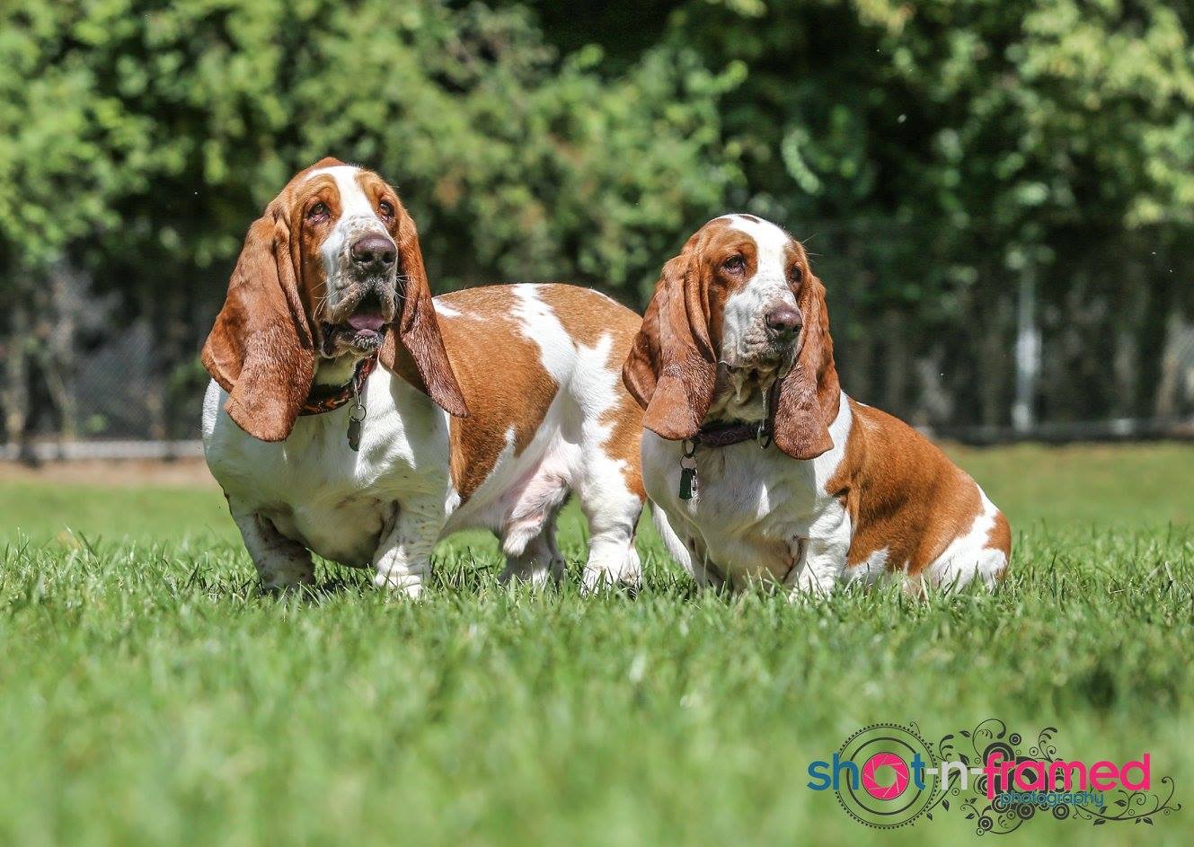 BassetFest