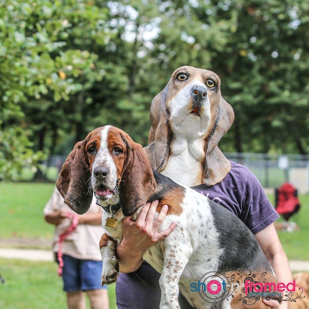 BassetFest