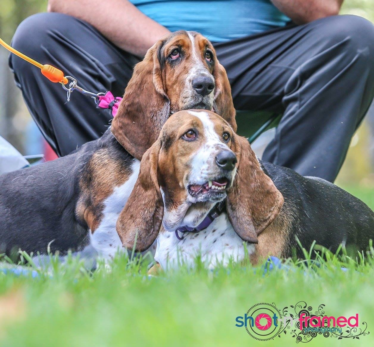 BassetFest