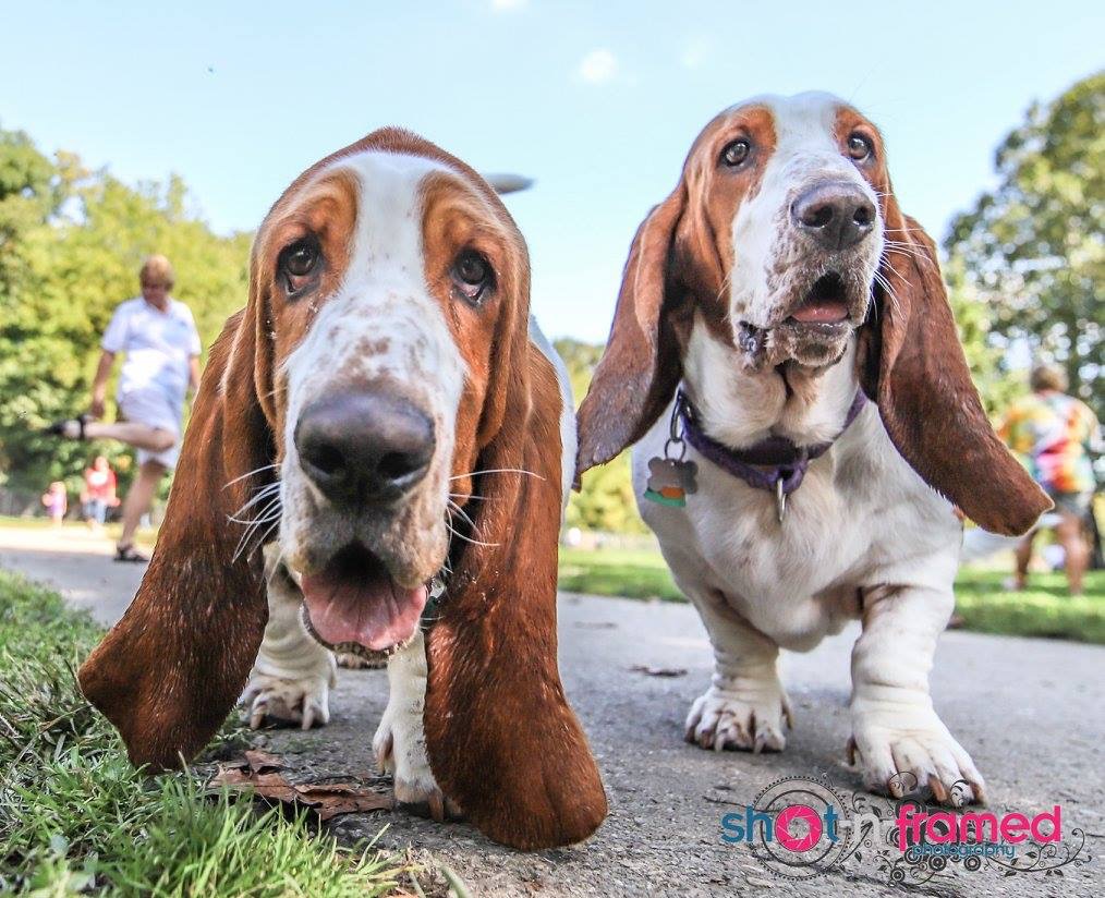 BassetFest
