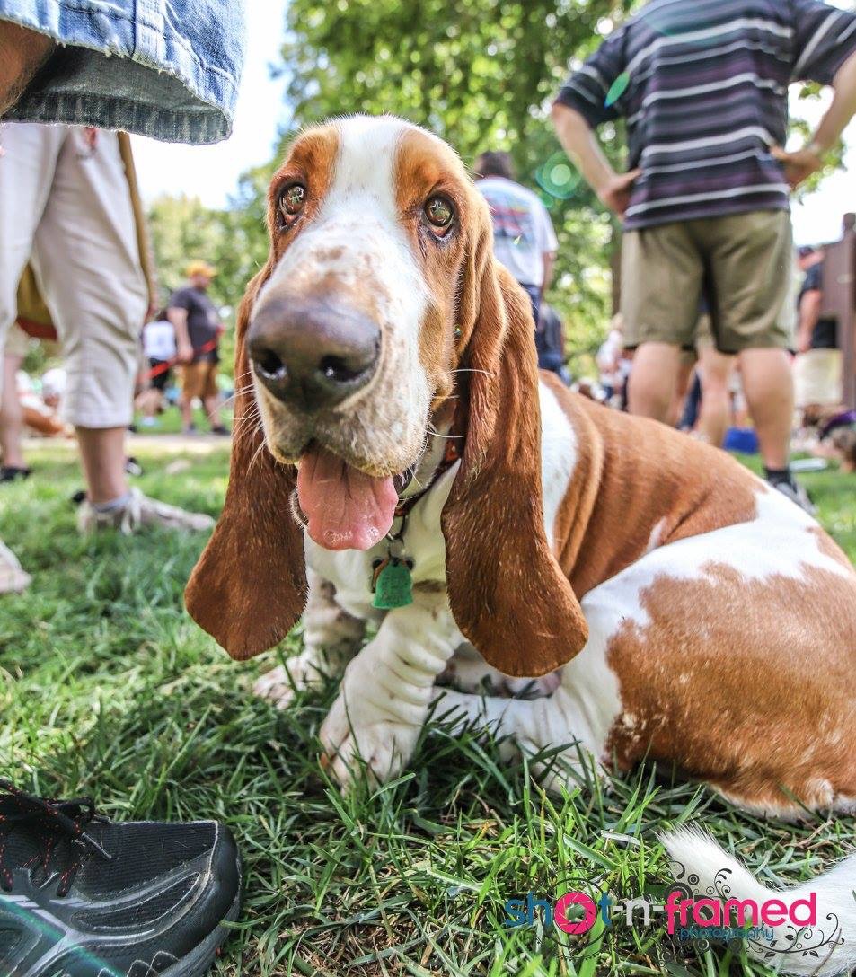 BassetFest