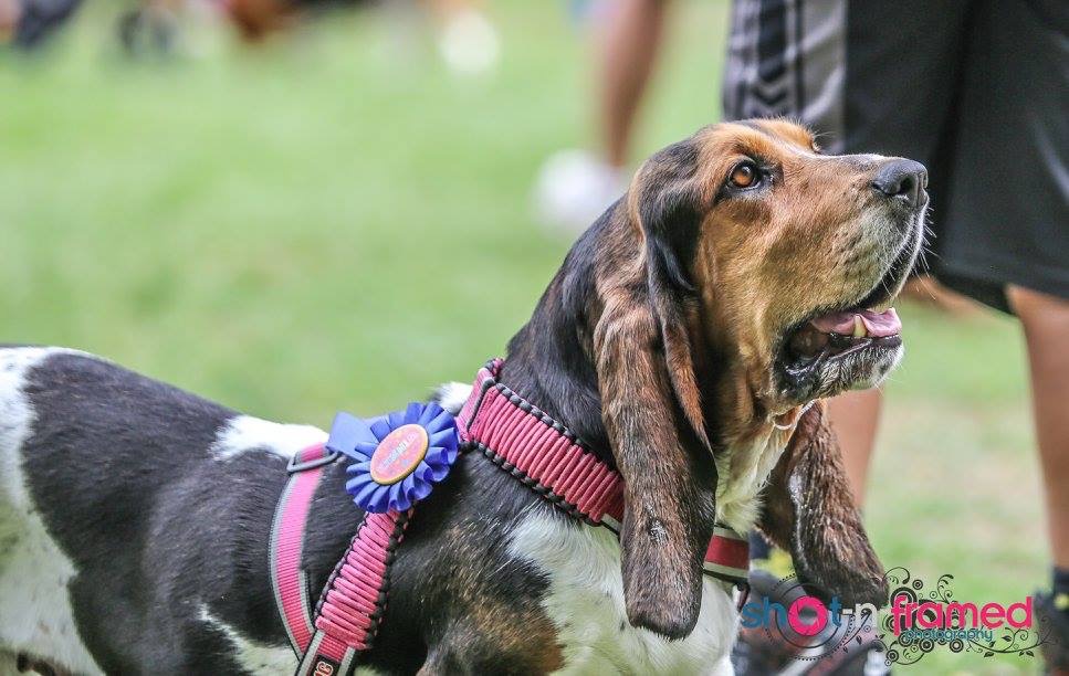 BassetFest