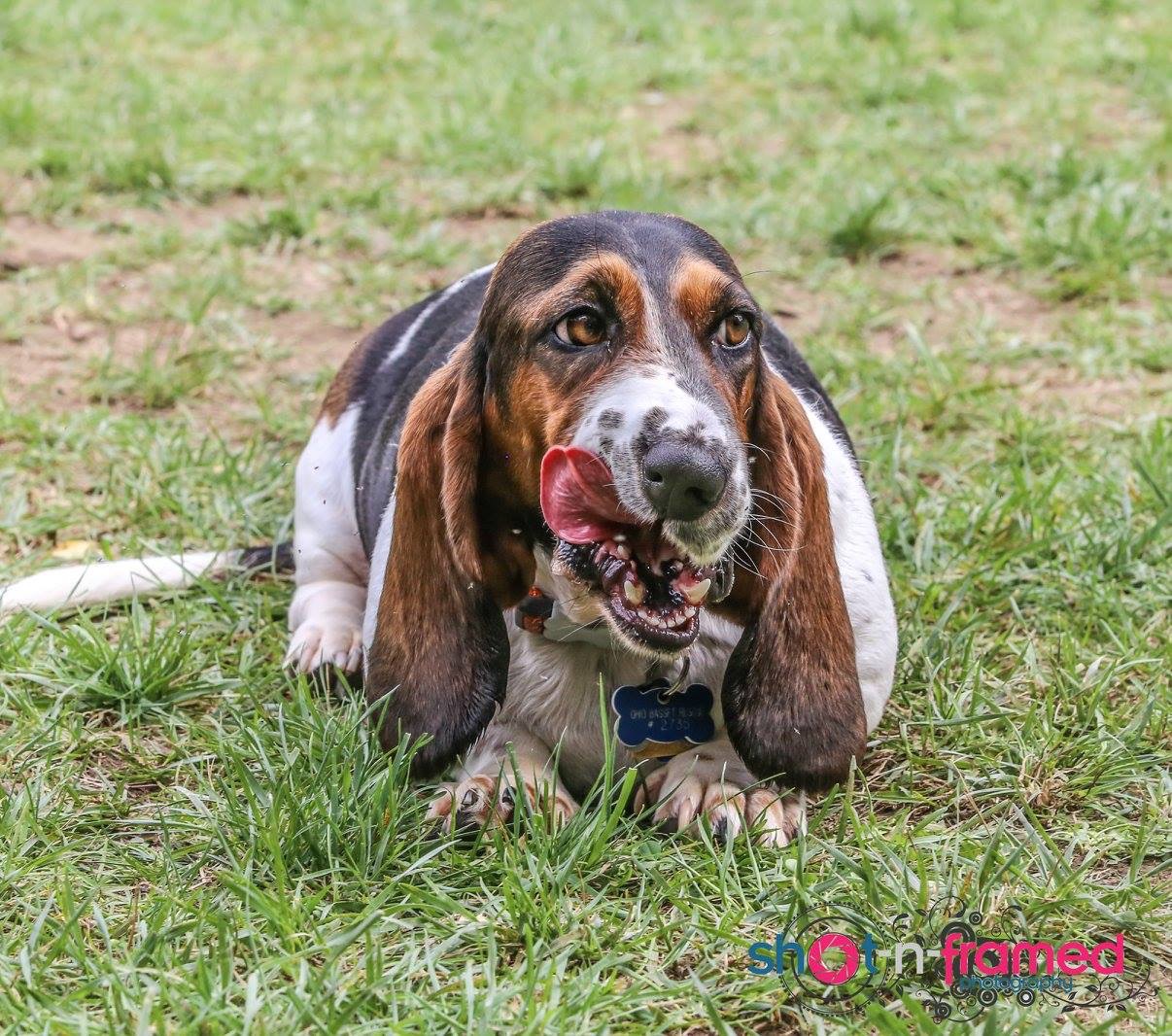 BassetFest