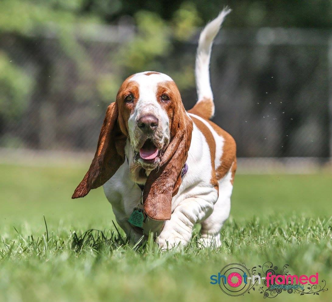 BassetFest