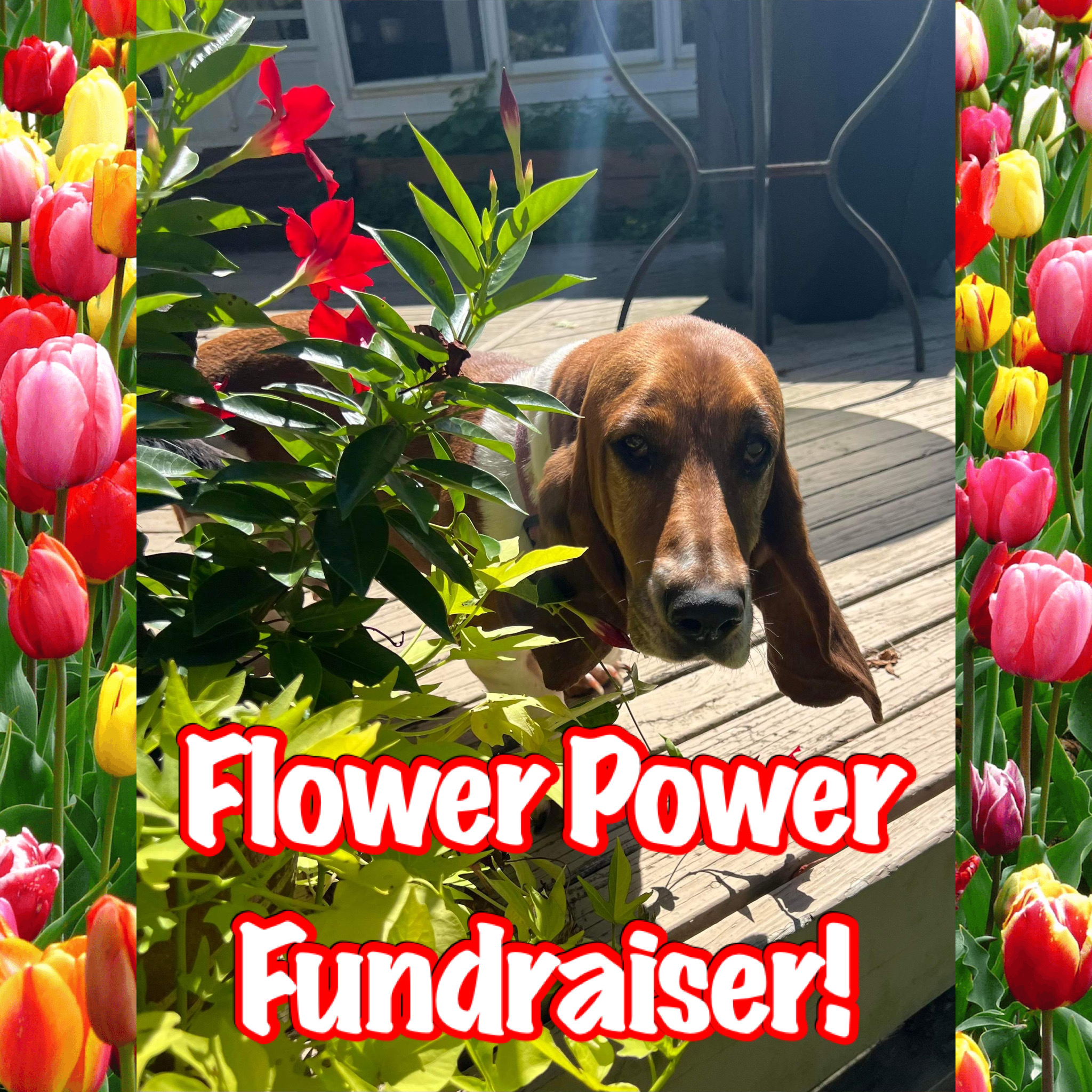 Welcome [www.ohiobassetrescue.com]