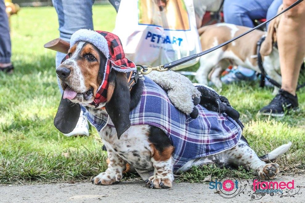 BassetFest
