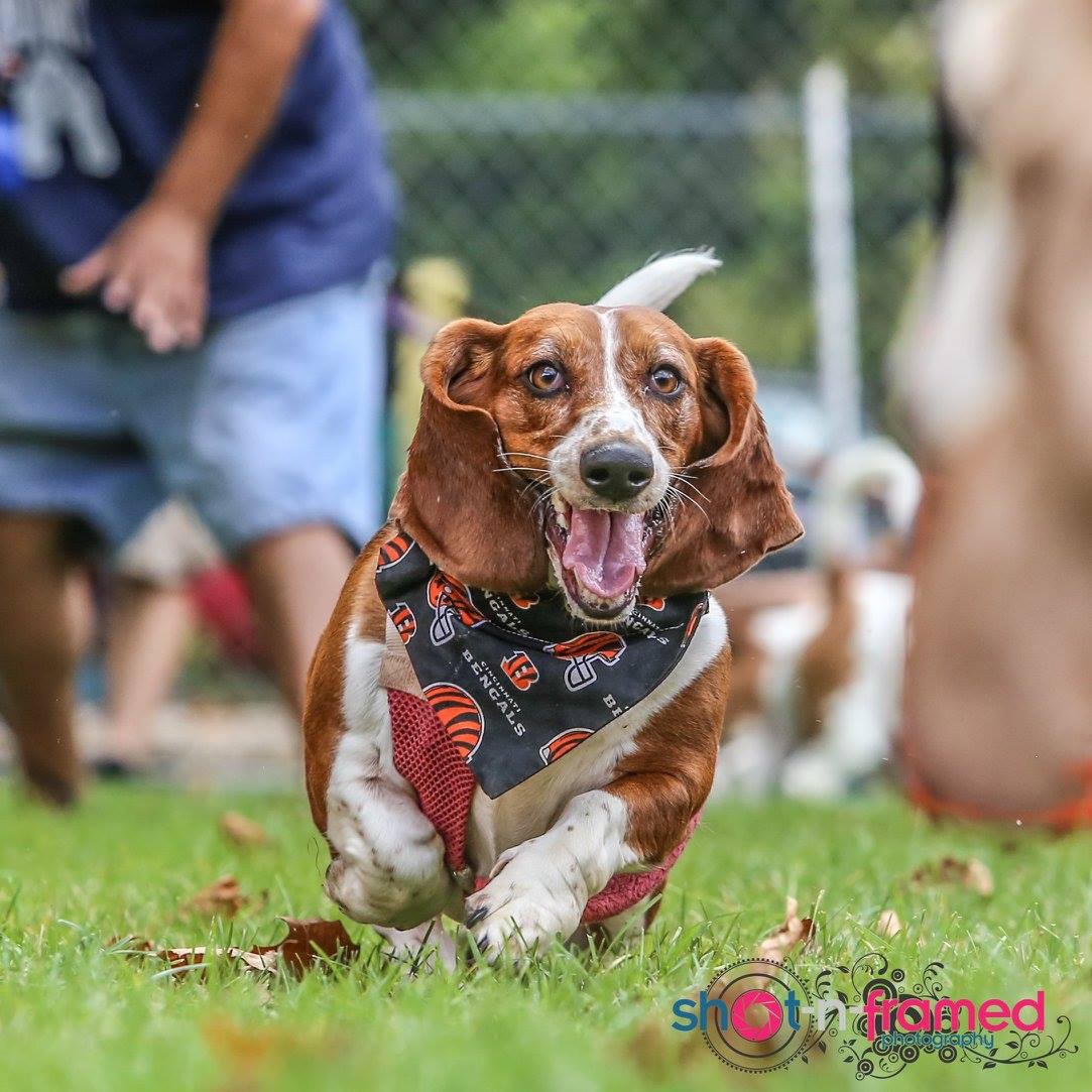BassetFest