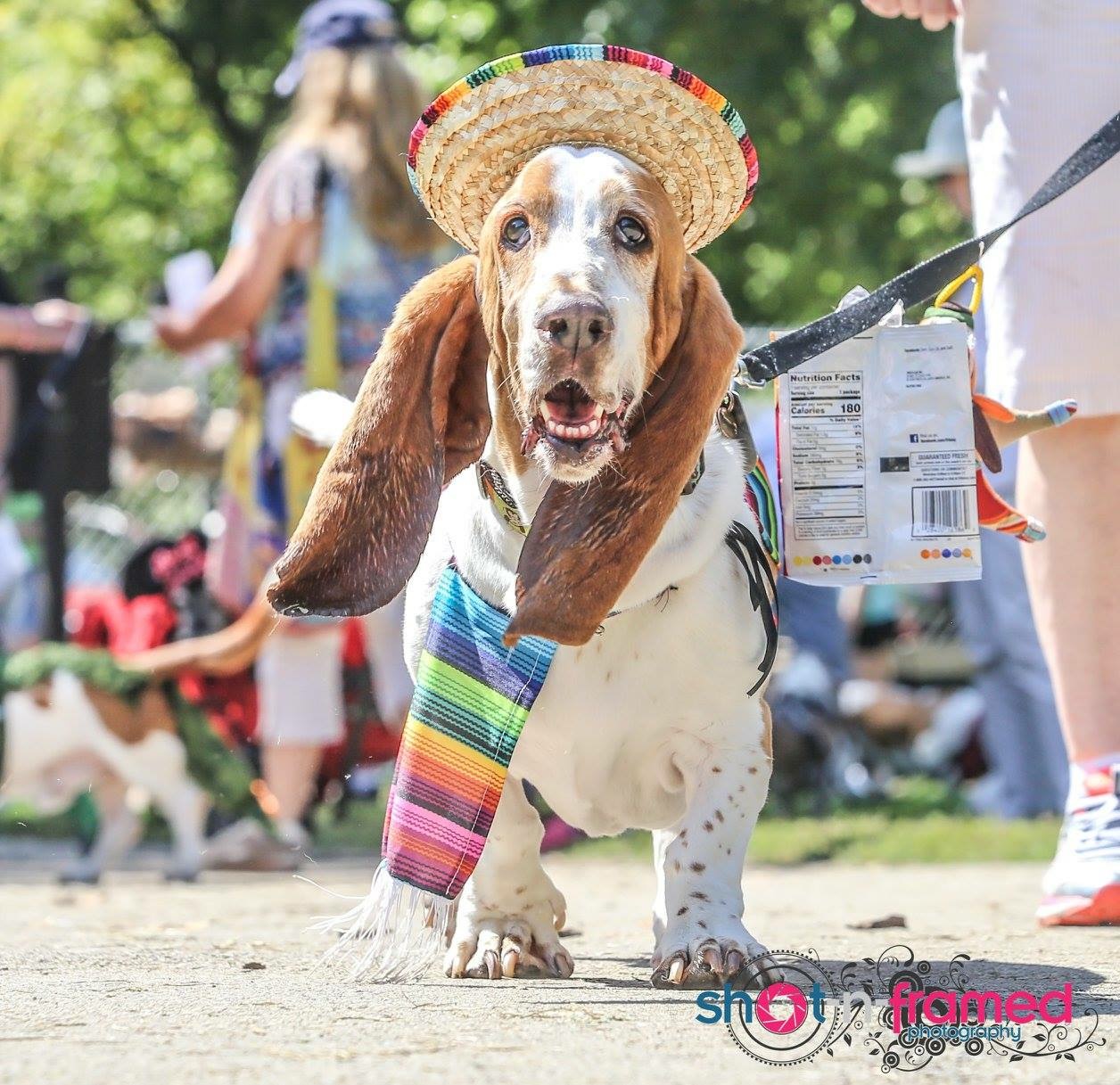 BassetFest