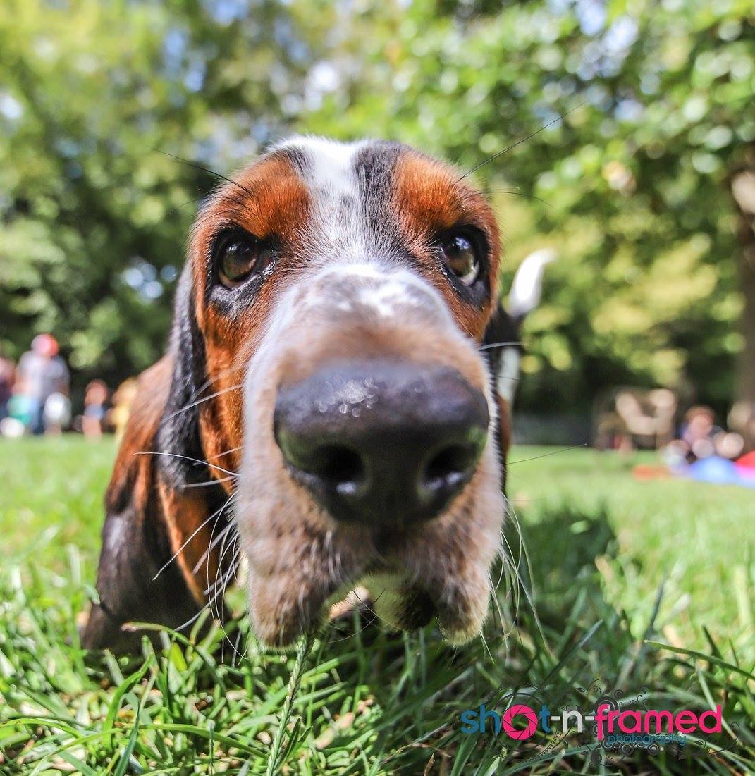 BassetFest