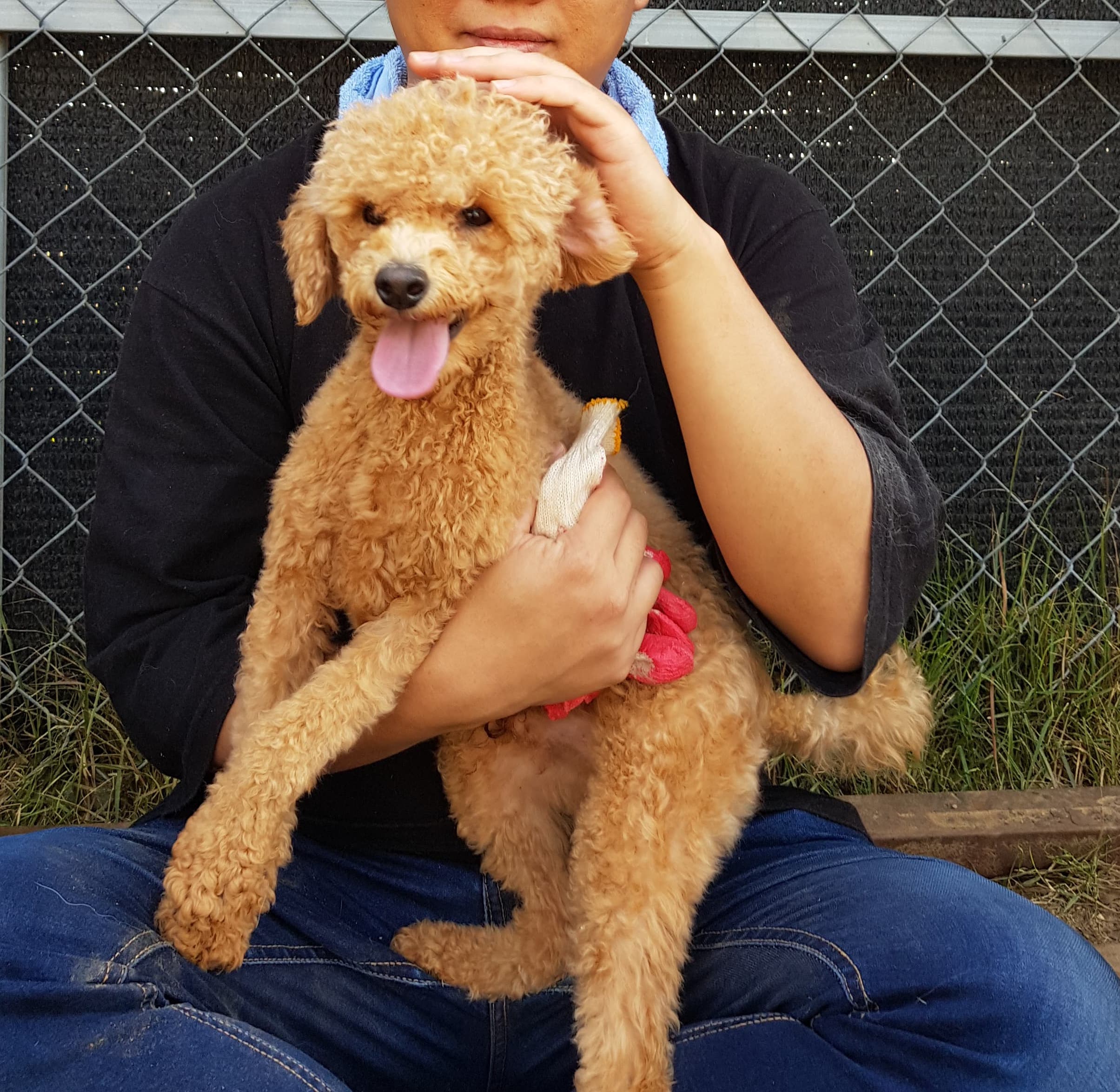 Foster Dogs – Saving Great Animals