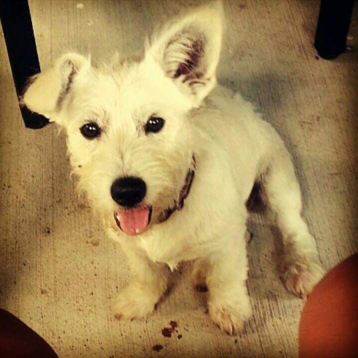 Foster Dogs – Saving Great Animals