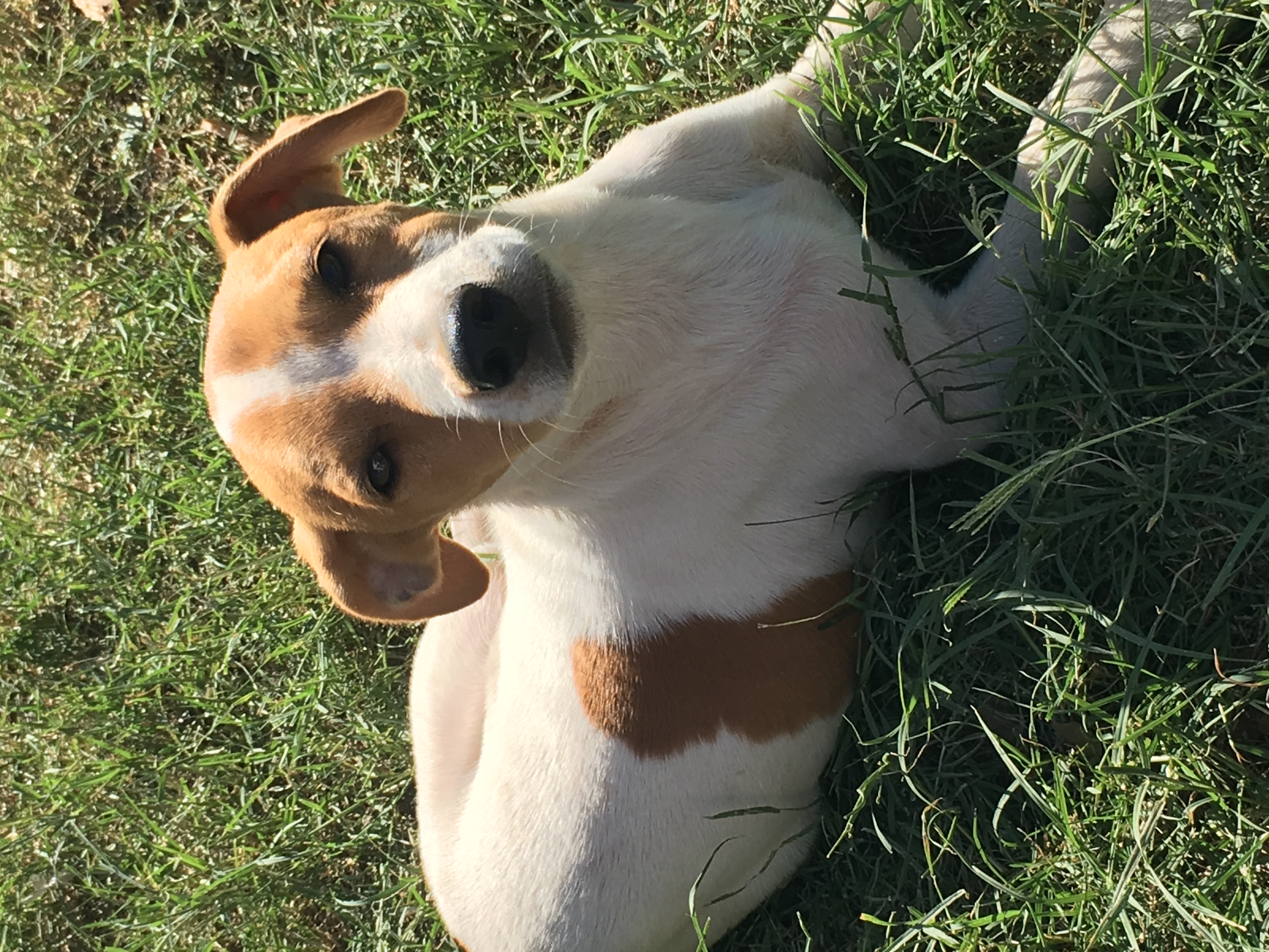 Foster Dogs – Saving Great Animals