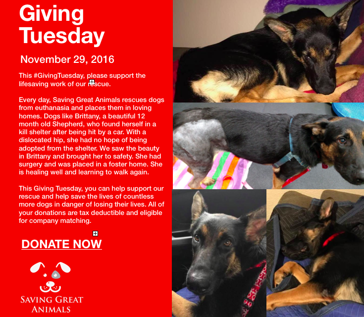 Save a dog's life this Giving Tuesday!