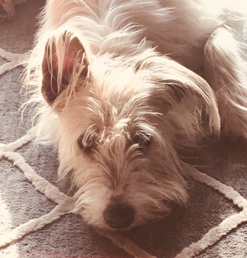 Foster Dogs – Saving Great Animals