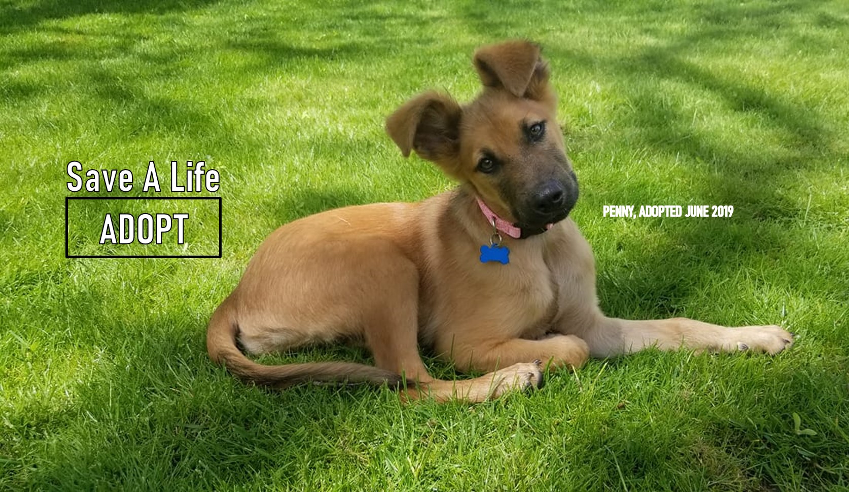 Sadie's Safe Harbor Canine Rescue | Home