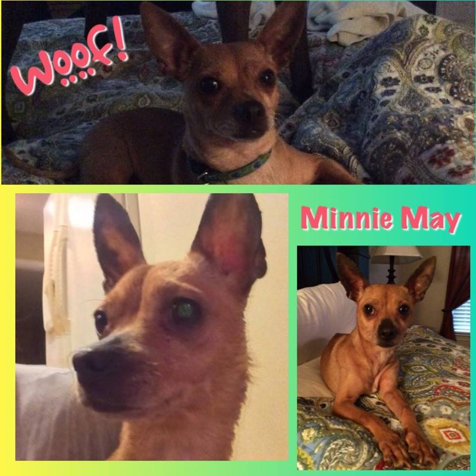 Almost Home Dog Rescue