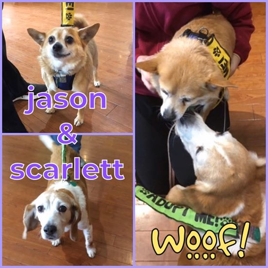 Almost Home Dog Rescue