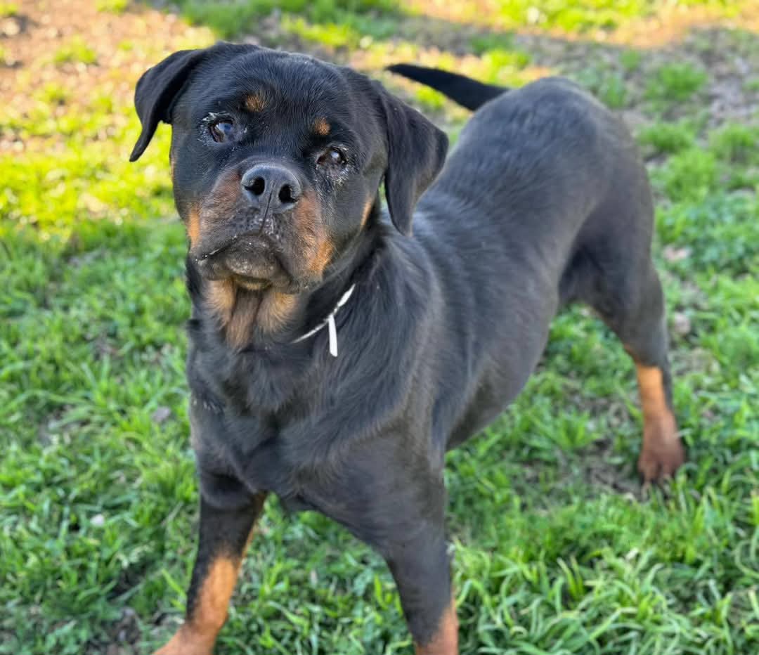 Southern States Rescued Rottweilers