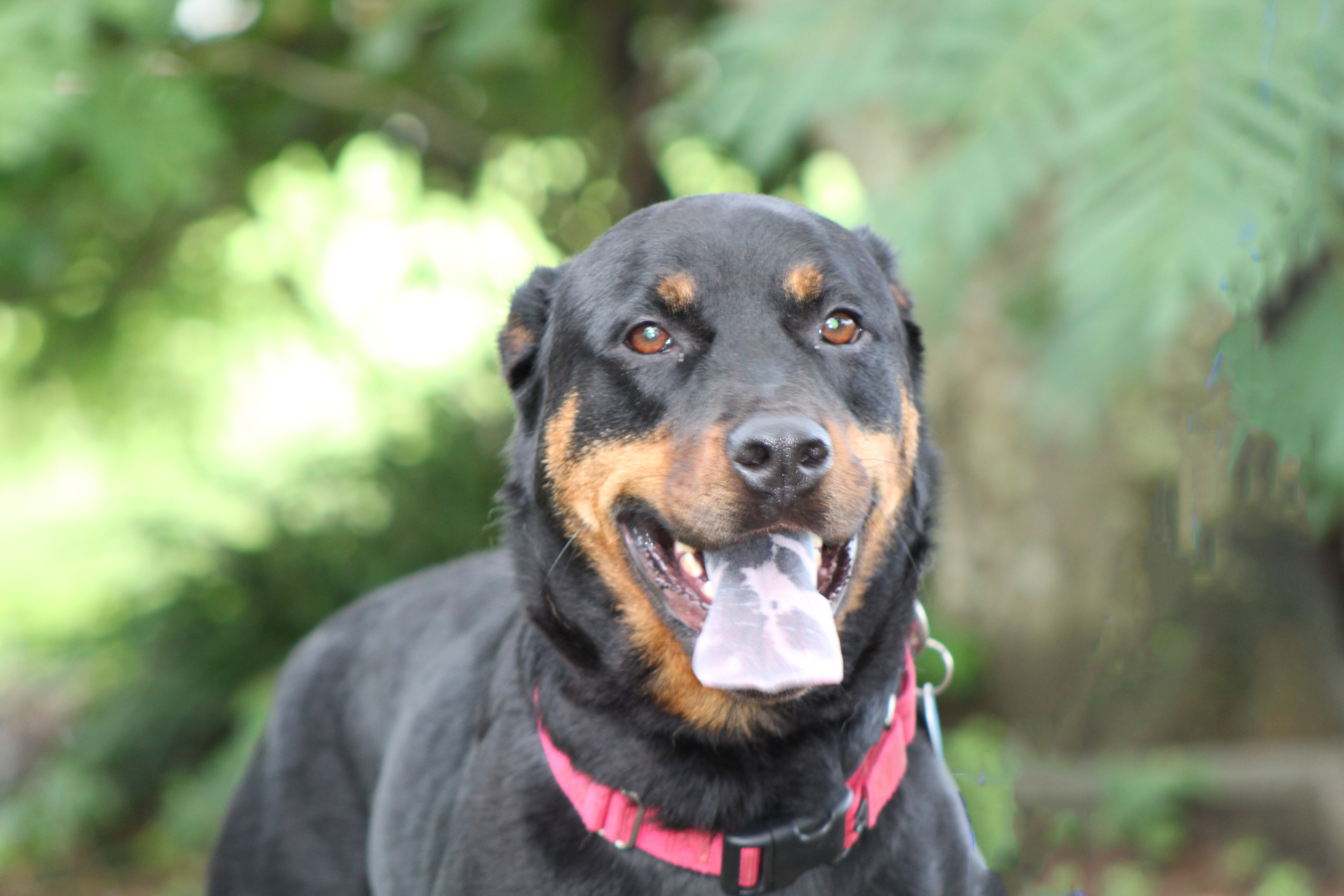 Southern States Rescued Rottweilers