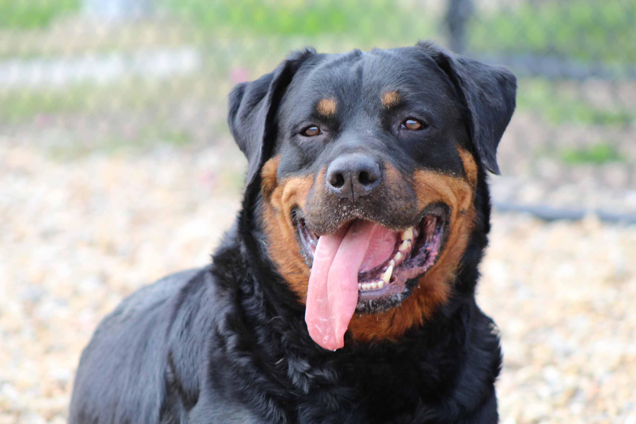 Southern States Rescued Rottweilers