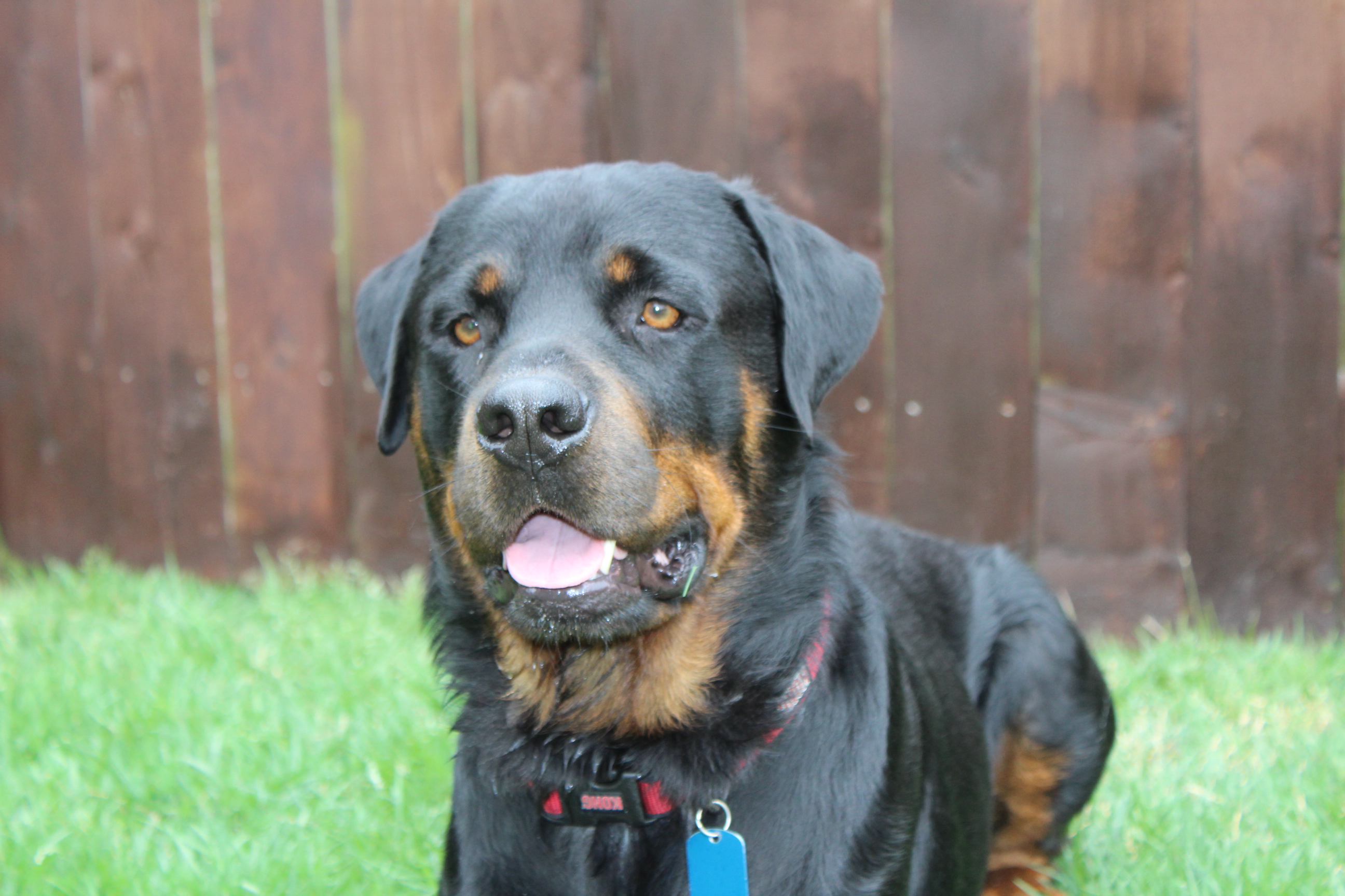Southern States Rescued Rottweilers