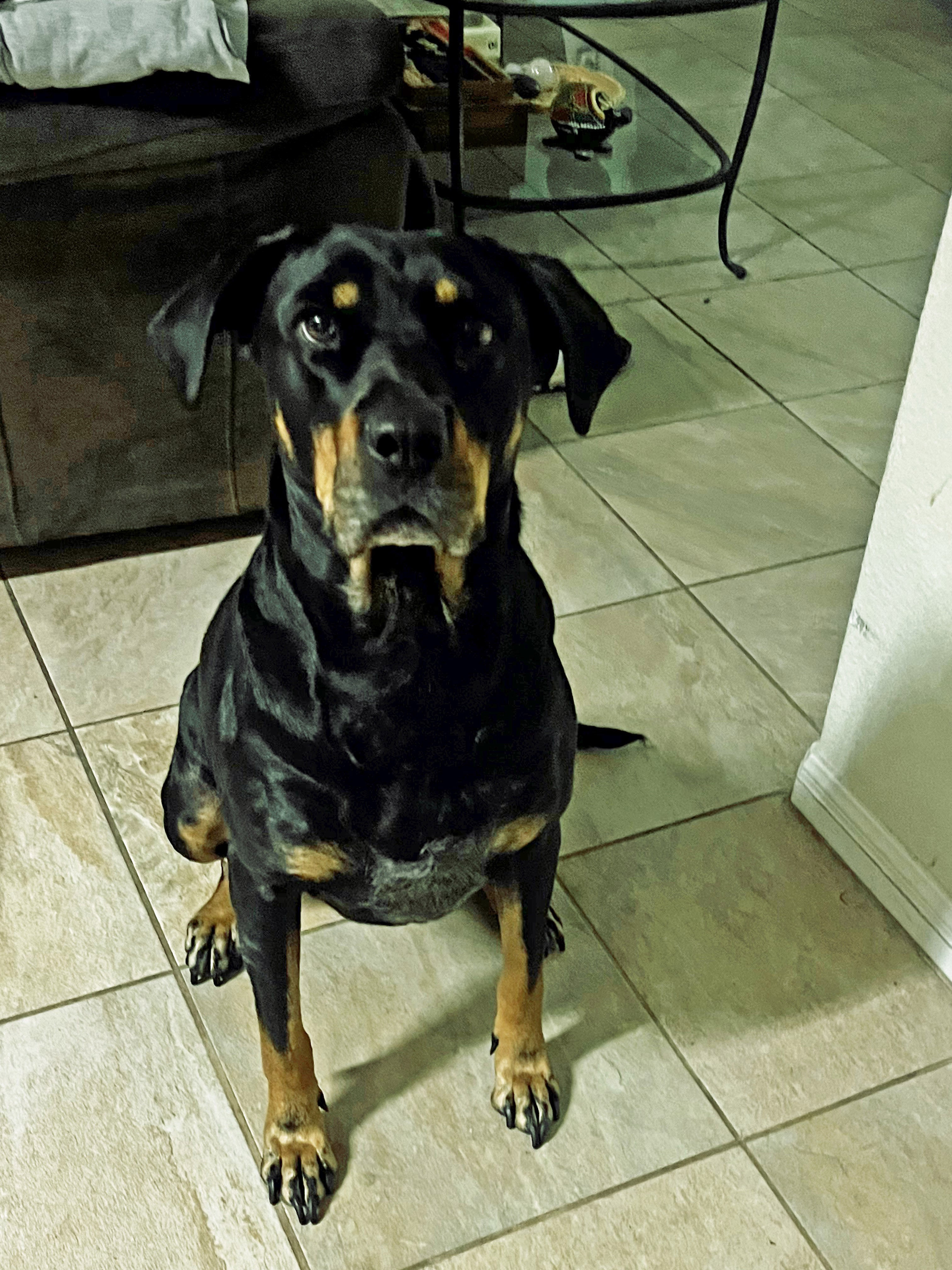 Southern States Rescued Rottweilers