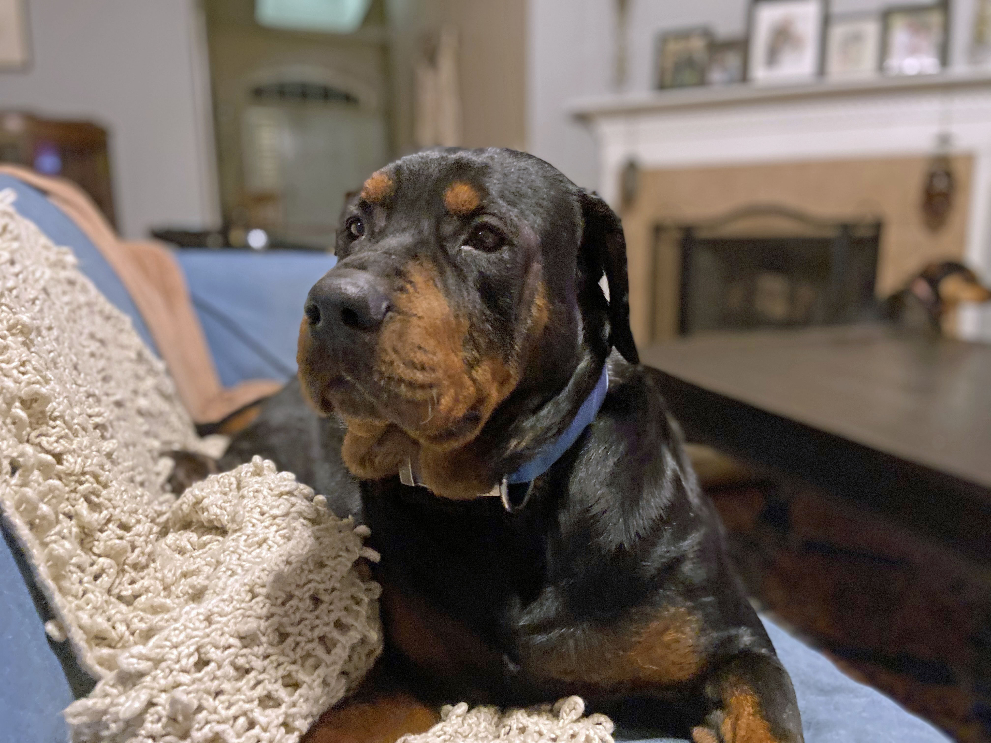 Southern States Rescued Rottweilers