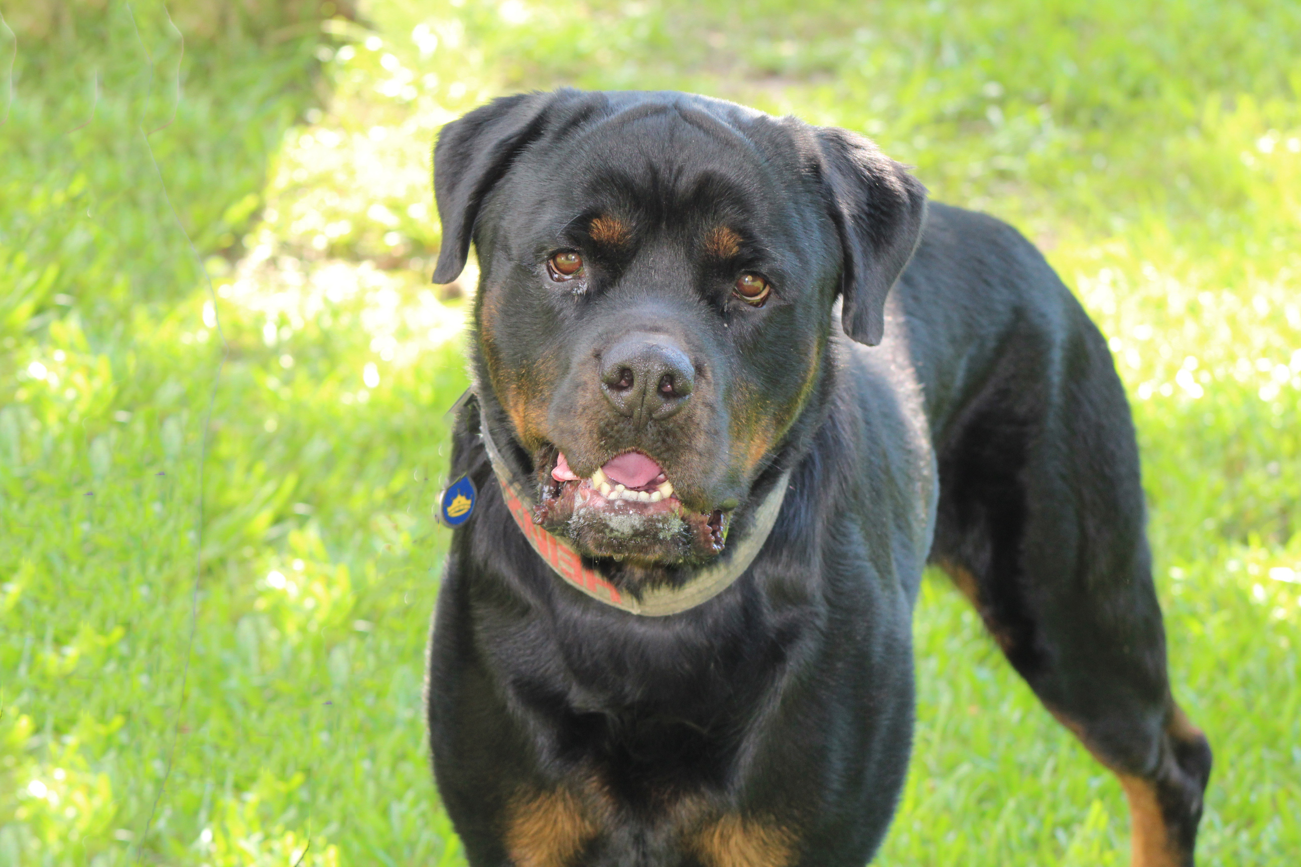 Southern States Rescued Rottweilers