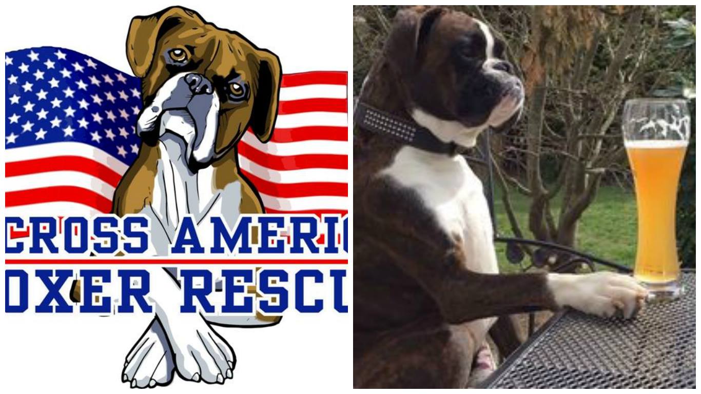 Across America Boxer Rescue